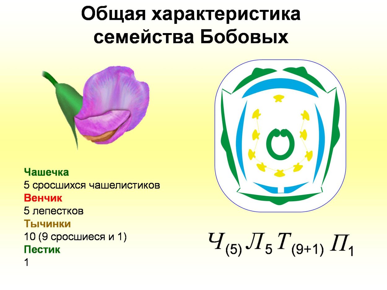 Цветок семейства бобовые - 67 фото